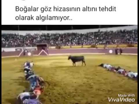 Boğalar Göz Hizasının altını Tehdit Olarak Algılamıyor. Arenada ilginç deneyi izleyin