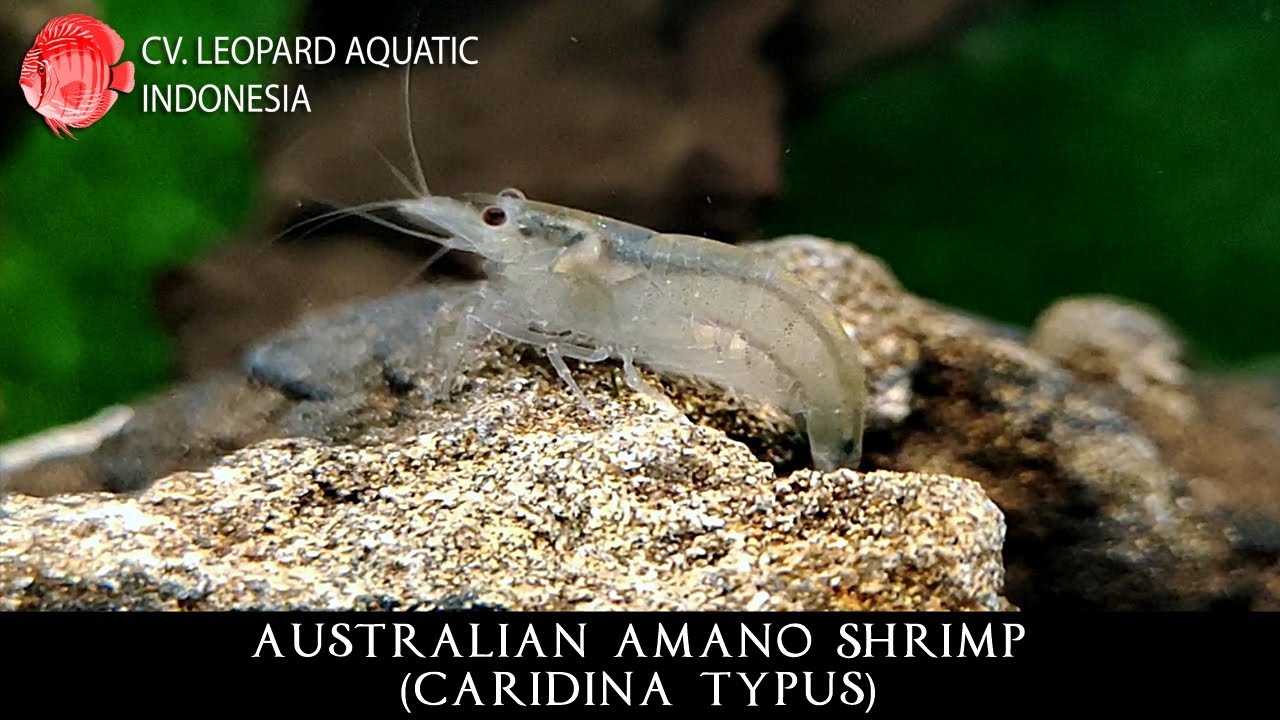 Caridina typus THE AFFECTIONATE AUSTRALIAN AMANO SHRIMP. (Leopard ...