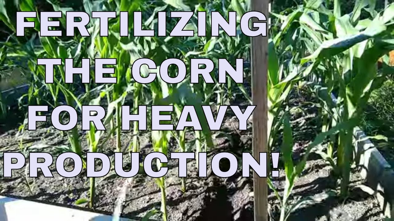 The CORN Is Knee High! Best Fertilizer To Use! | Will It Grow | - YouTube
