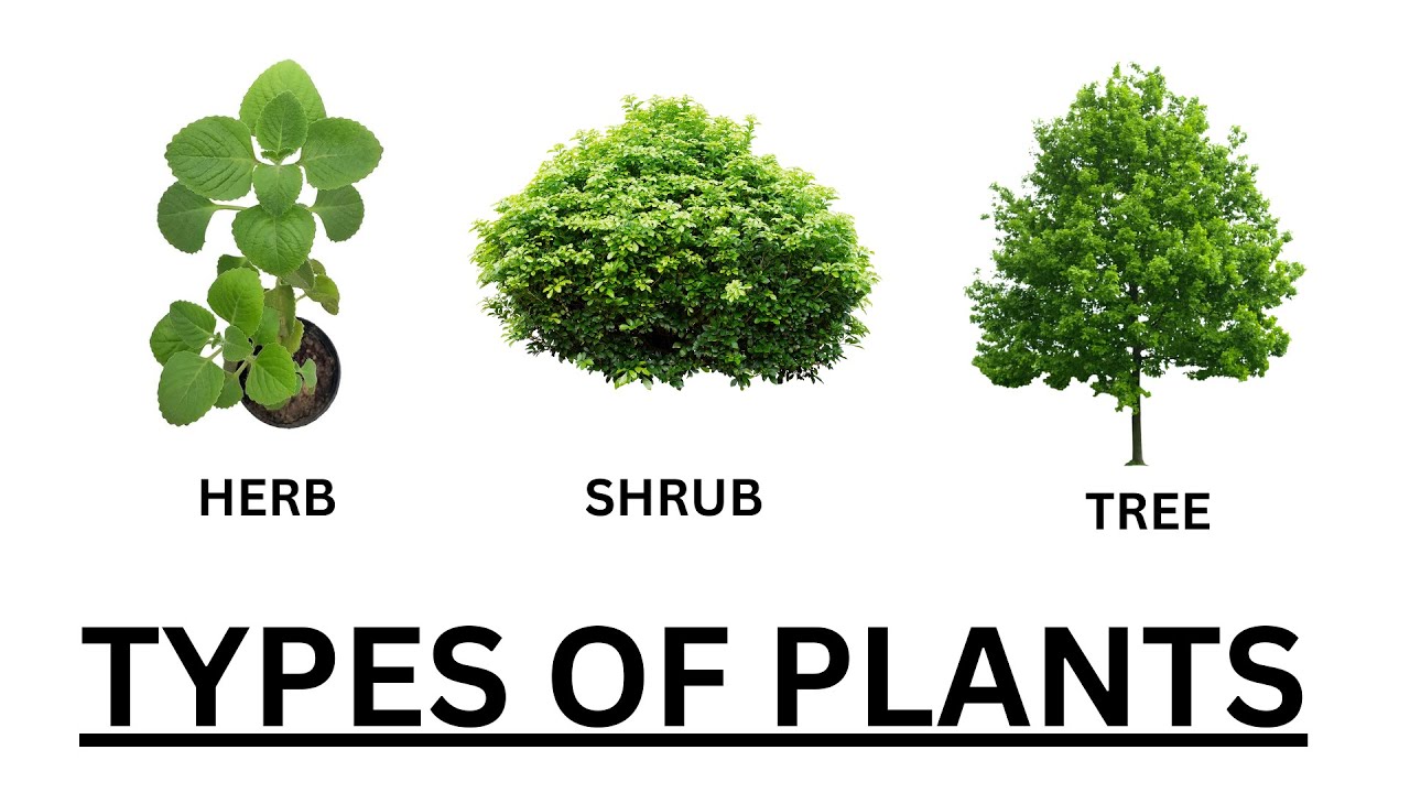 TYPES OF PLANTS | PLANT TYPES - YouTube