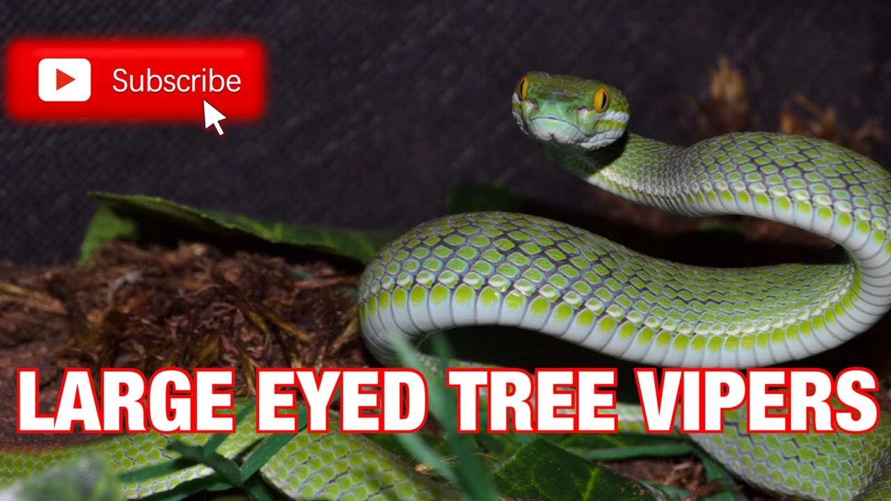 VENOMOUS LARGE EYED TREE VIPERS!! - YouTube