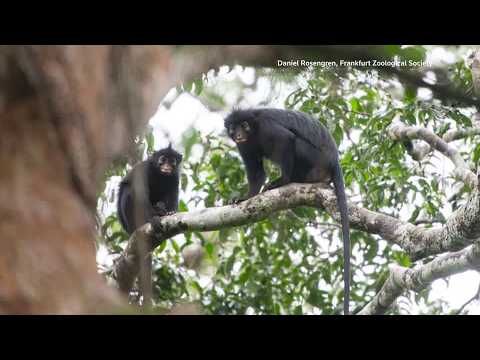 Newly identified monkey species found in Congo