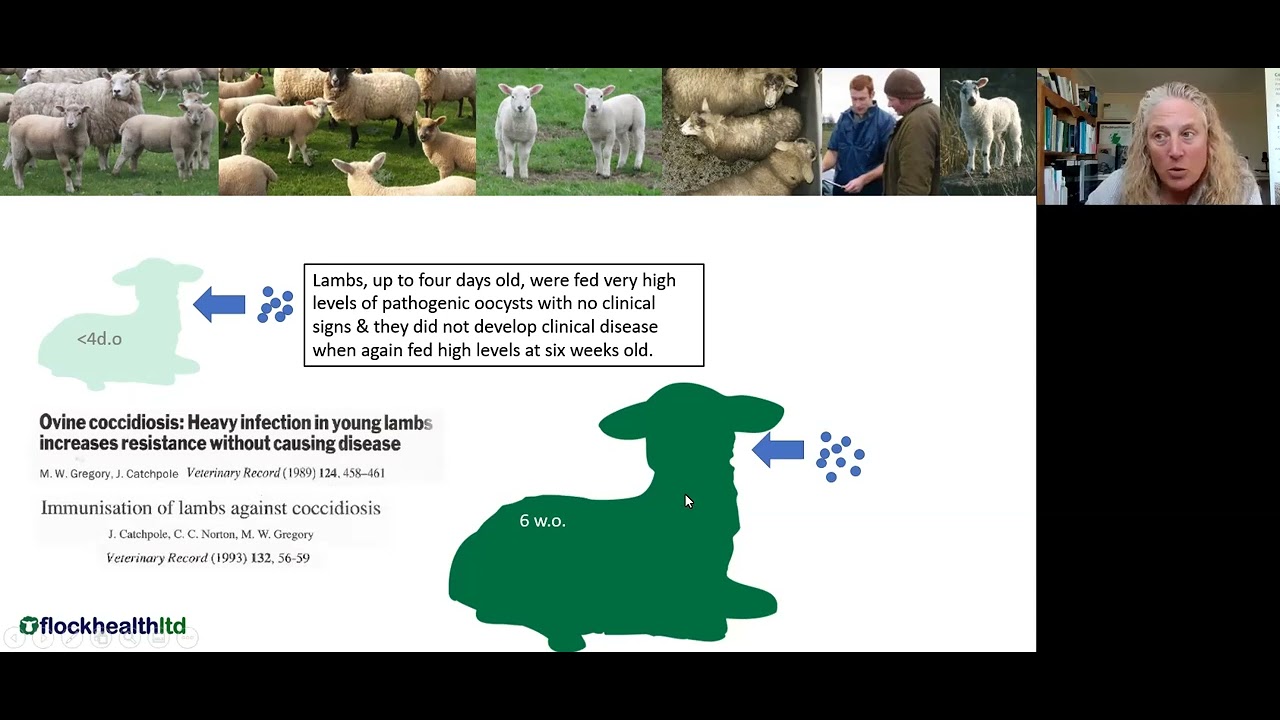 Prevention of Coccidiosis in Lambs - YouTube