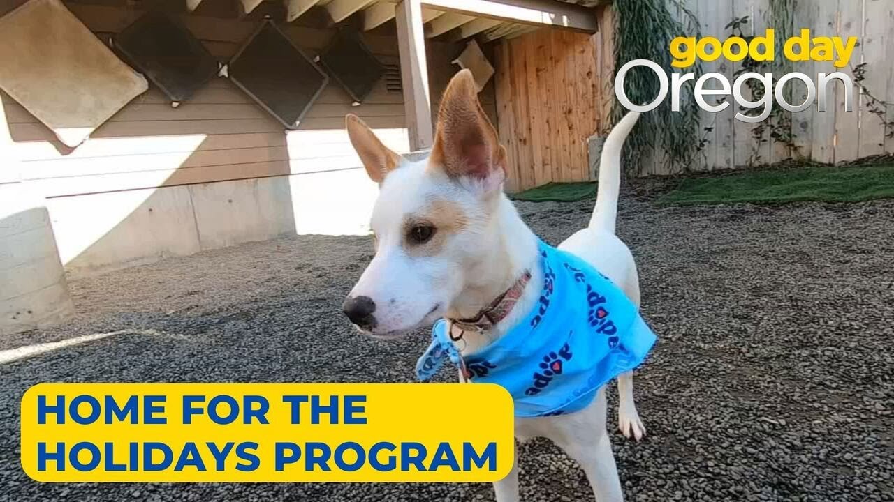 Oregon Dog Rescue hosts 'Home for the Holidays' foster program - YouTube