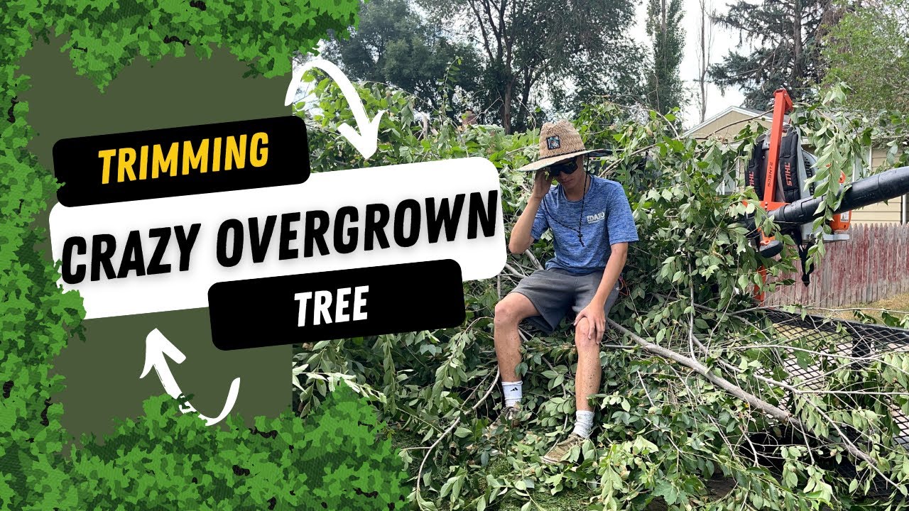 TRIMMING CRAZY OVERGROWN TREE!! INSANE TRANSFORMATION! #trimmer #tree # ...