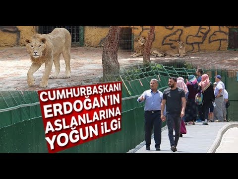 Cumhurbaşkanı Erdoğan’ın Aslanlarına Yoğun İlgi