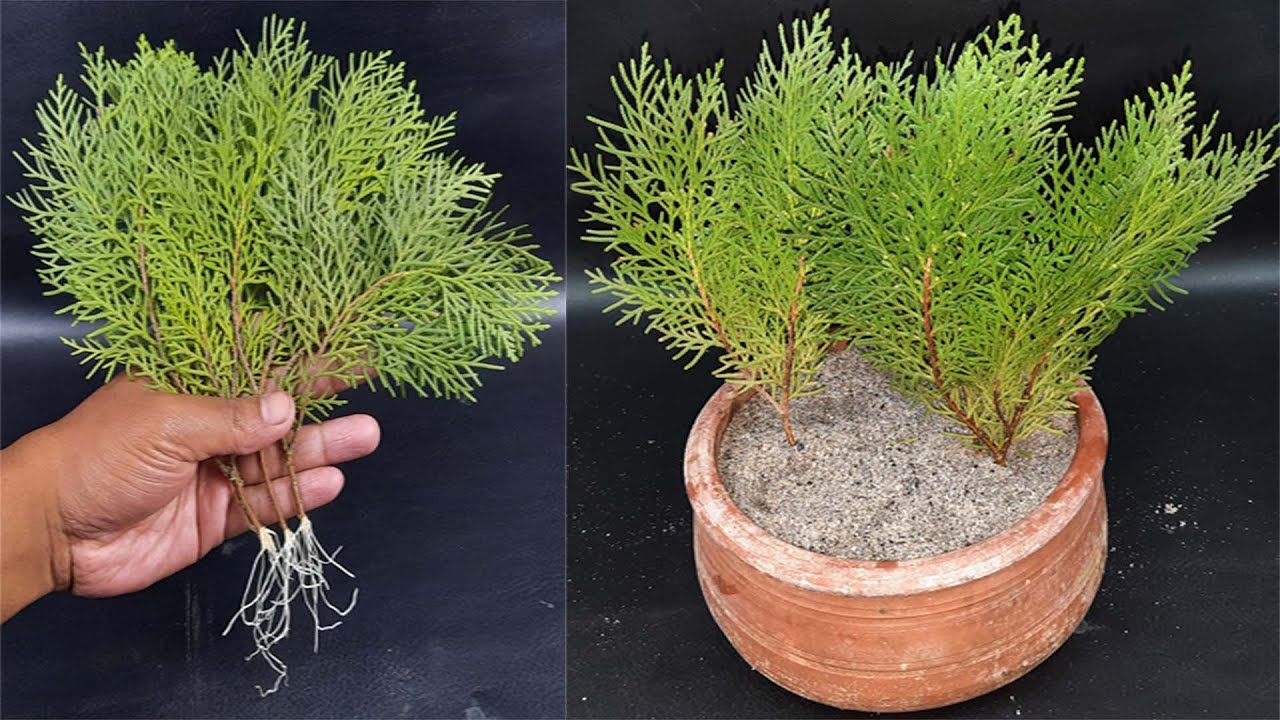 How to Propagate Thuja/Cypress/Jhau plant from cutting | growing idea ...