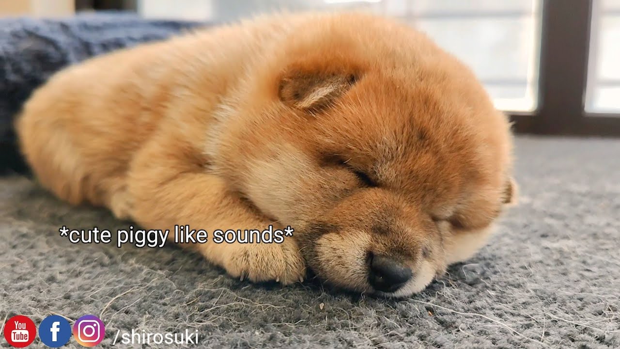 Cute Girl Growls In Her Dreams ️ - YouTube