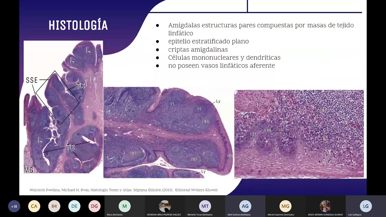FARINGITIS, AMIGDALITIS Y ADENOIDITIS - YouTube