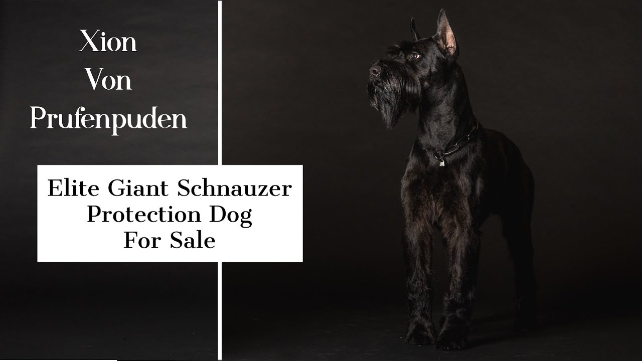 Elite Executive Level Family Protection Security Dog Giant Schnauzer ...