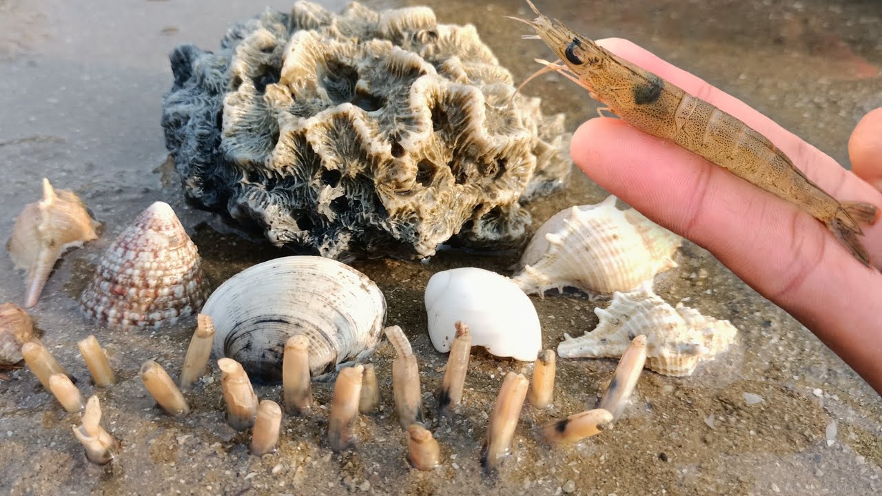 Amazing there are shrimp, bamboo shells, coral trumpets, hermit crabs ...