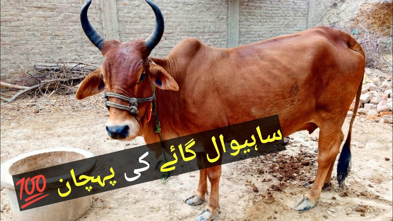 Sahiwal cow breed ko kese pehchane 🤔| Sahiwal cow milk capacity ...