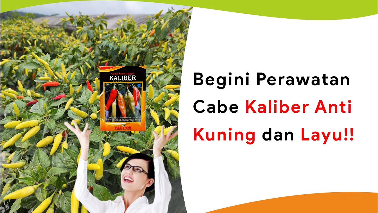 Sukses Tanam Cabe Kaliber! Anti Kuning dan Layu Musim Hujan - YouTube