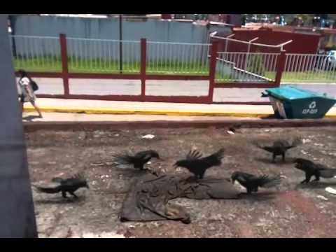 Ataque de cuervos - YouTube