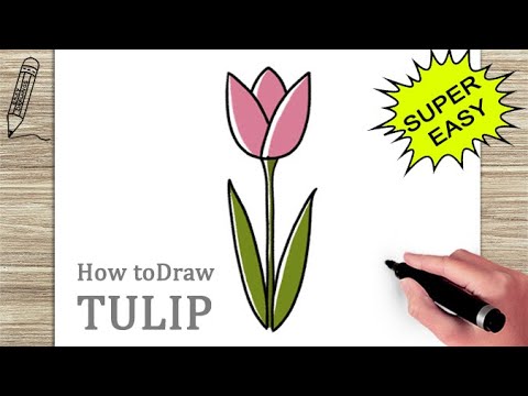 How to Draw and Color Tulip Flower Easy Drawings for Kids