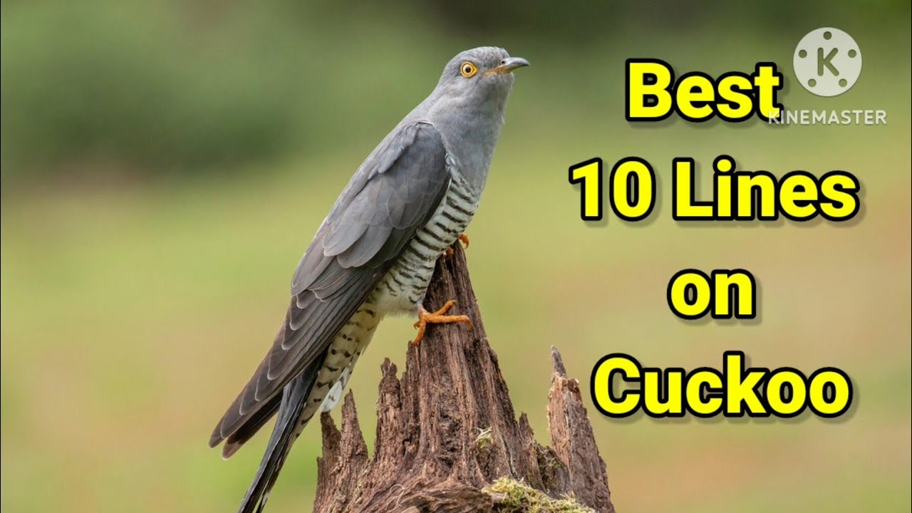 Cuckoo/10 Lines on Cuckoo/Essay on Cuckoo in English/Few Lines on ...