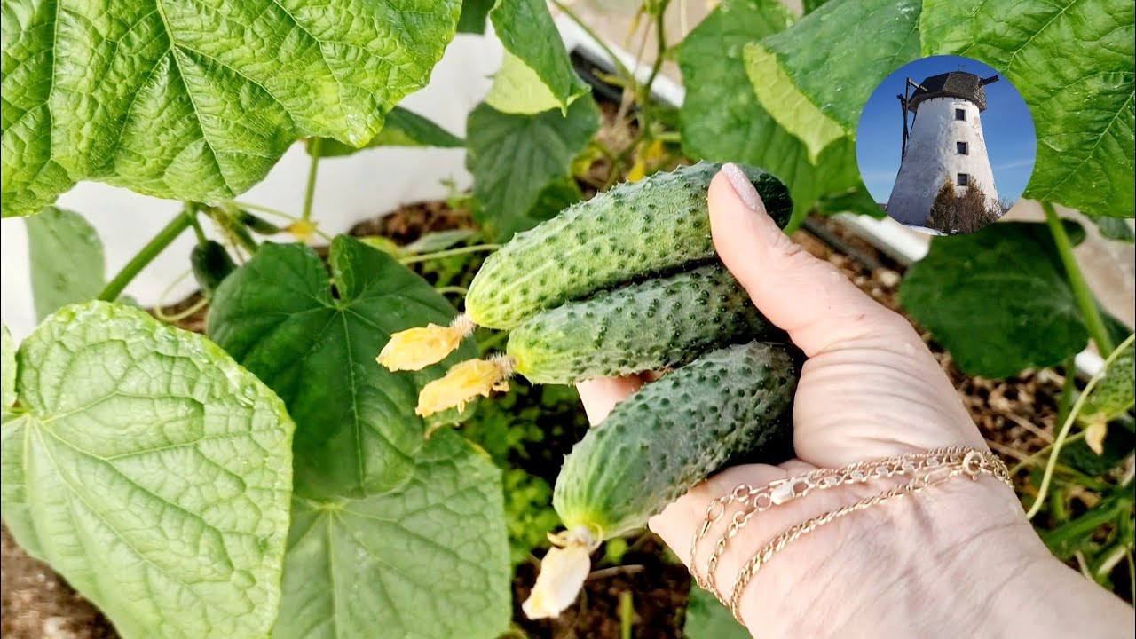 ХодЮт тут всякие. 😩😩😩Нужен забор. Вкусы лета. Праздник первого огурца.🥒 ...
