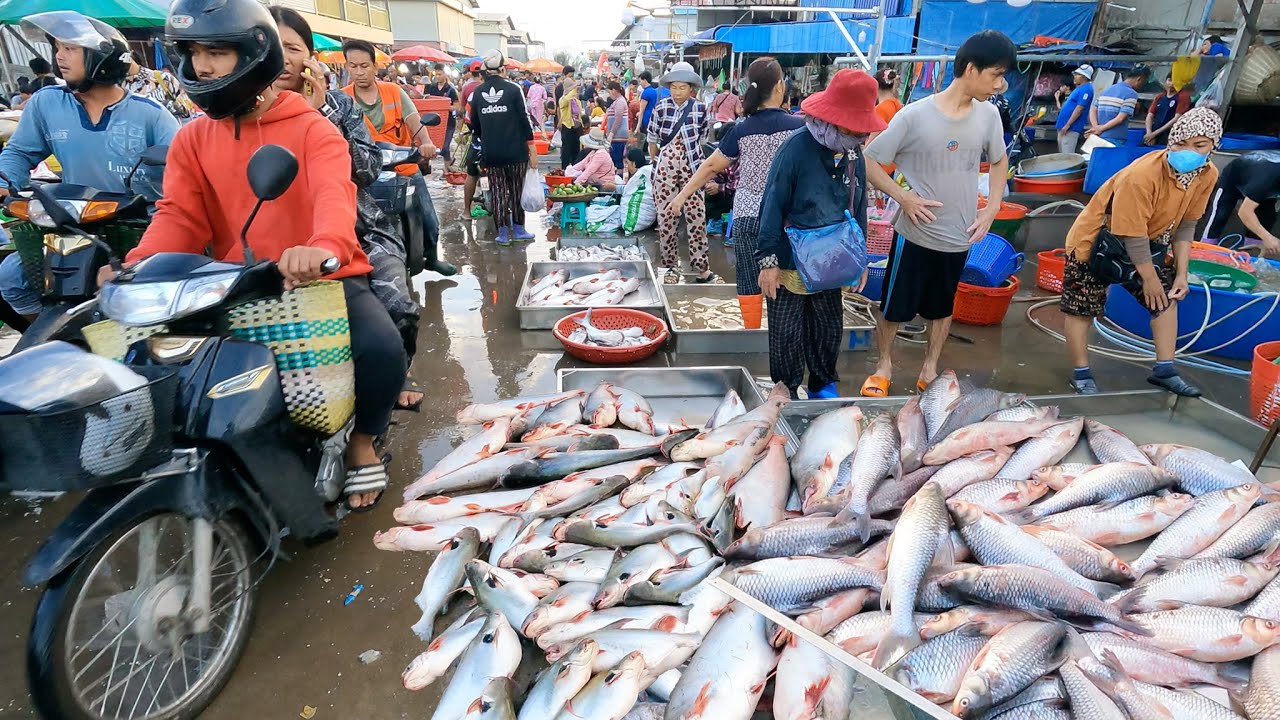 Country's Massive Fish Distribution Site For City People - Lively Fish ...