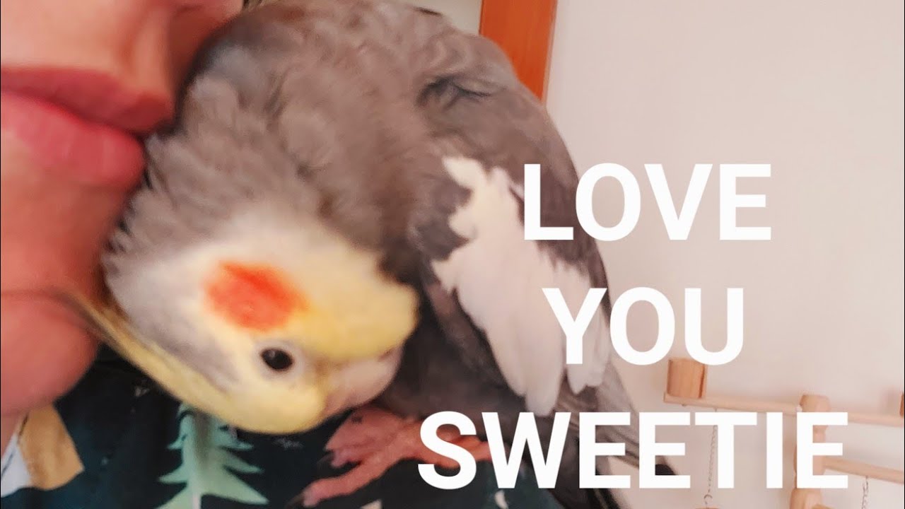 How Does A Cockatiel Show Love ️ - YouTube