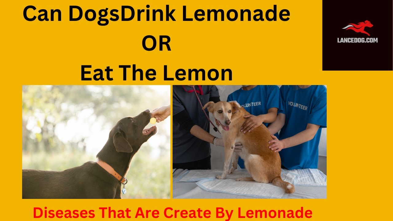 Can Dogs Drink Lemonade. What can happen if the dogs drink lemonade ...