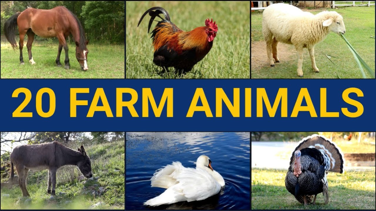 25 Farm Animals || Farm Animals Name in English for kids (with videos ...