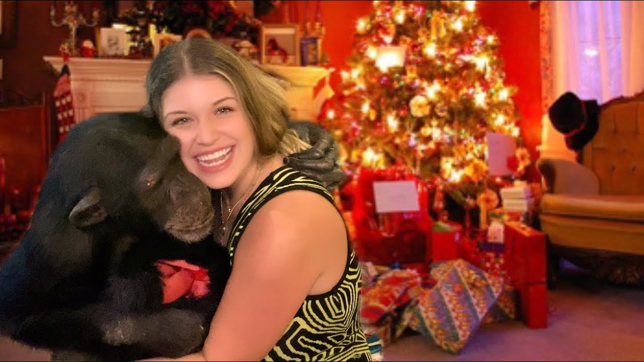 CHRISTMAS MORNING WITH CHIMPANZEES | Merry Chimpsmas 2020 at Myrtle ...