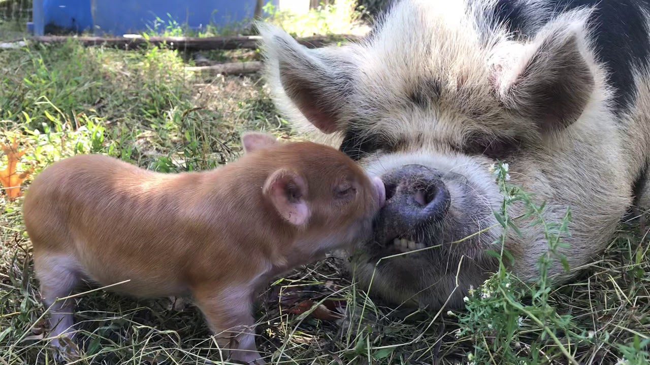 WEEK OLD BABY PIG CUTE MOTHER PIG CUDDLE PRECIOUS - YouTube