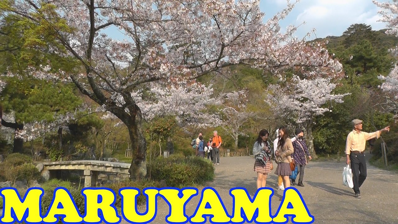 Maruyama Park, Kyoto in Cherry Blossom Season 🌺 円山公園 🌺 Japan As It ...