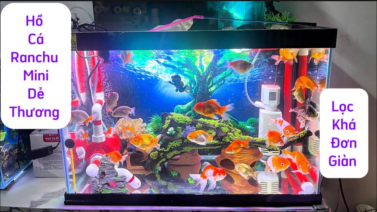 Hồ Cá Ranchu Mini Đẹp - Bộ Lọc Cực Kỳ Đơn Giản Nước Trong Chia Sẻ - Hồ ...