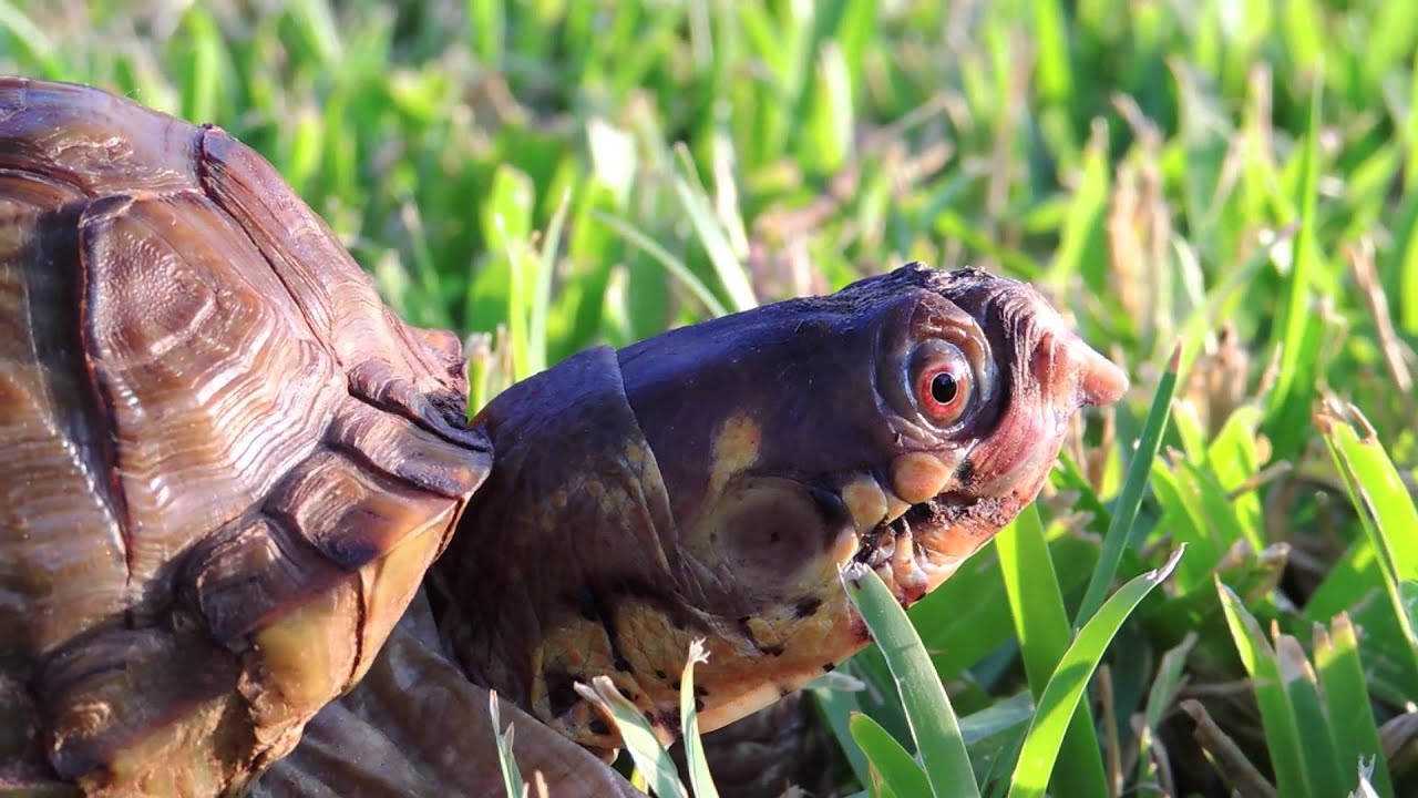 Box Turtle: Deformed Shell - YouTube