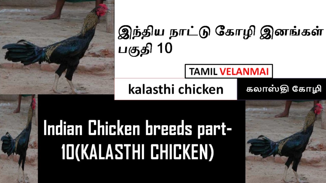 கலாஸ்தி கோழி || Kalasthi Chicken || இந்திய நாட்டு கோழி || Tamil ...