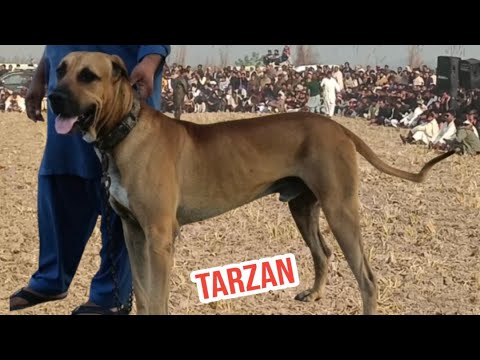 Famous bully dog tarzan | son of halchal bully dog | sial daily vlog ...