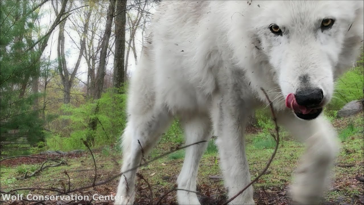 Arctic Wolf Gets Spring Fever - YouTube