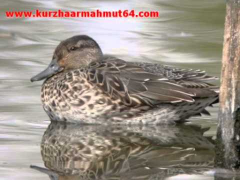 28463152 mp4 h264 aac