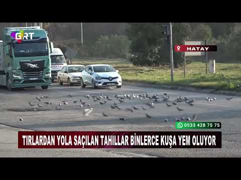 Tırlardan yola saçılan tahıllar binlerce kuşa yem oluyor