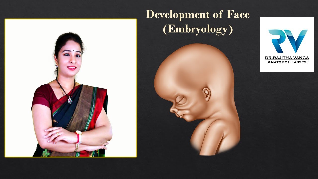 Development of Face (Embryology) by Dr. Rajitha Vanga - YouTube