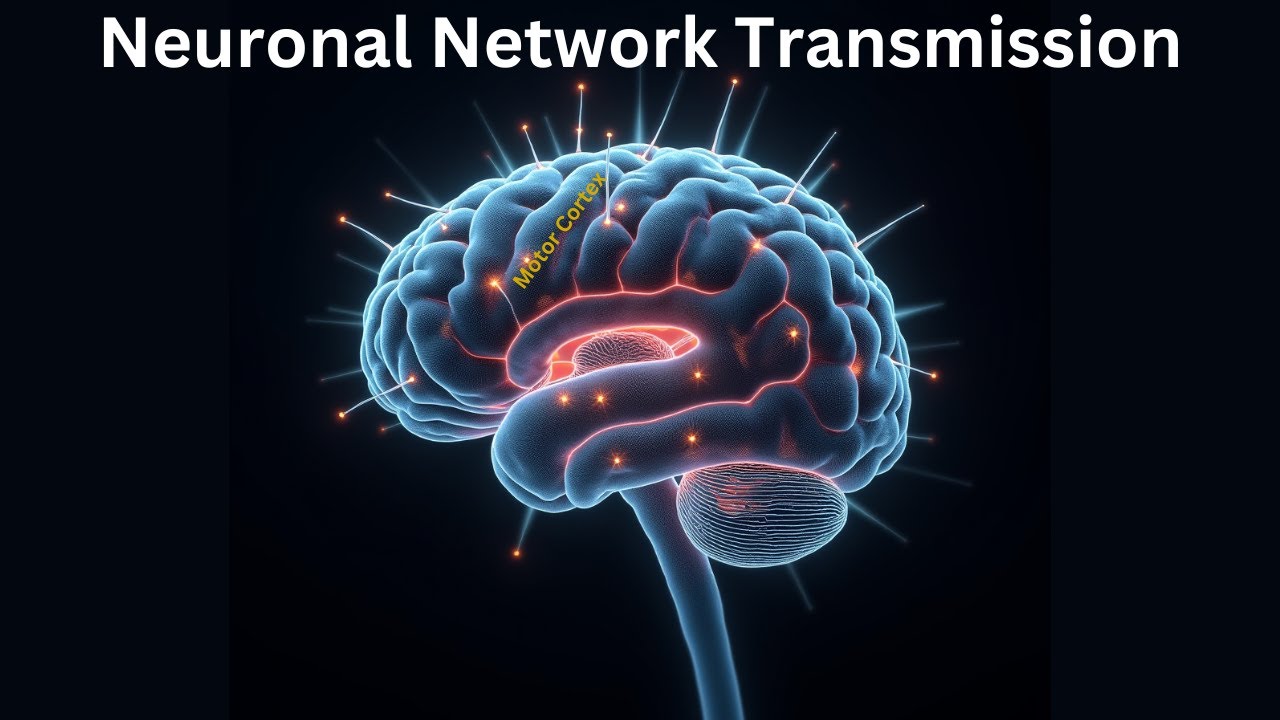Cortex to Motor Pathways: Neuronal Network Transmission, PT - YouTube