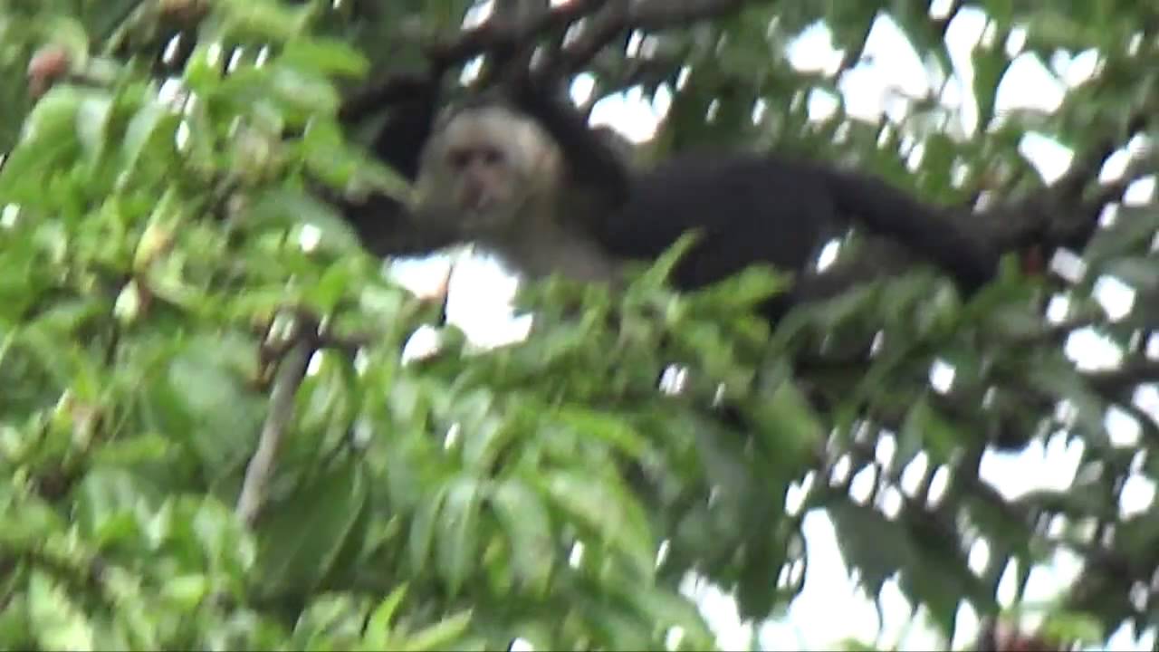 Monkey Cacao - YouTube