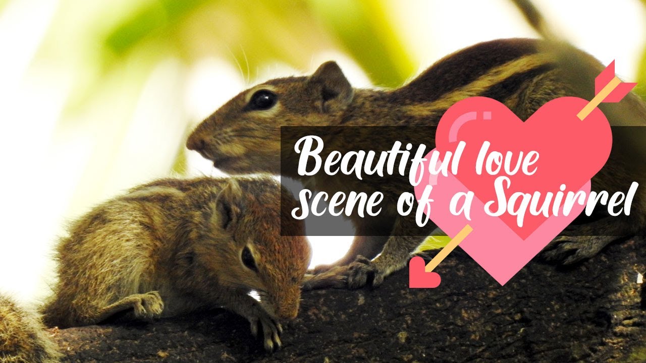 Beautiful love scene of a squirrel searching its pair. Must watch till ...