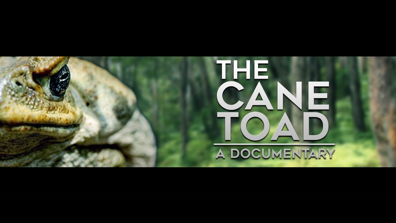The Cane Toad: A Documentary | 2016 - YouTube