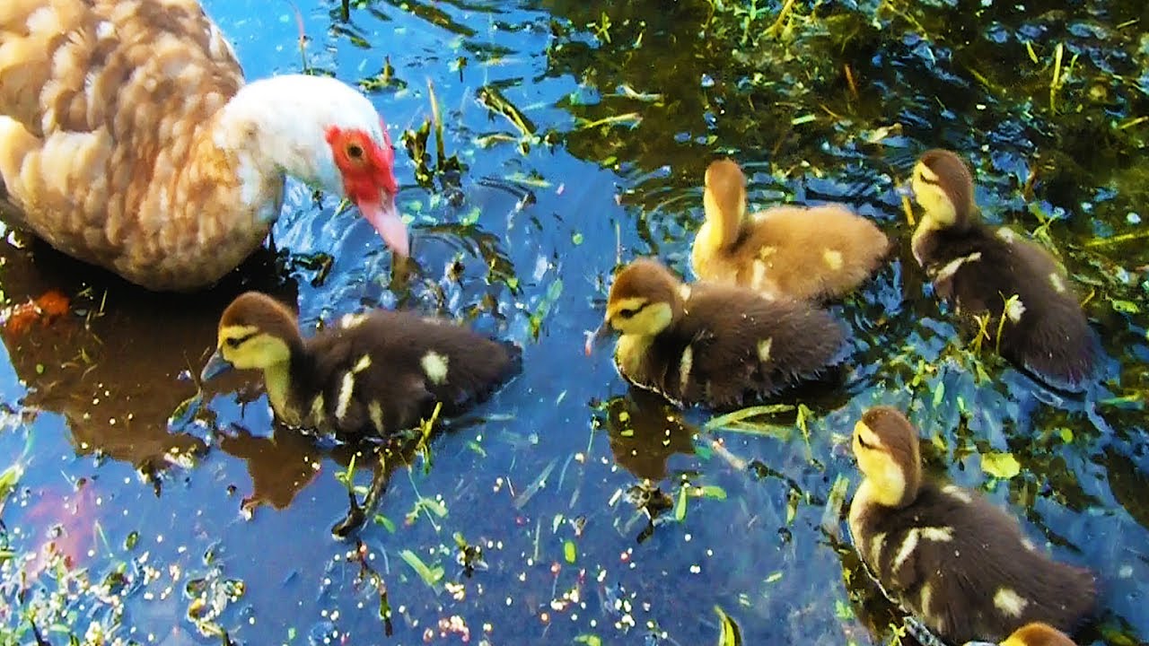 The Ducklings Snack in the Water and a Snowy Egret Has Frog for Lunch ...