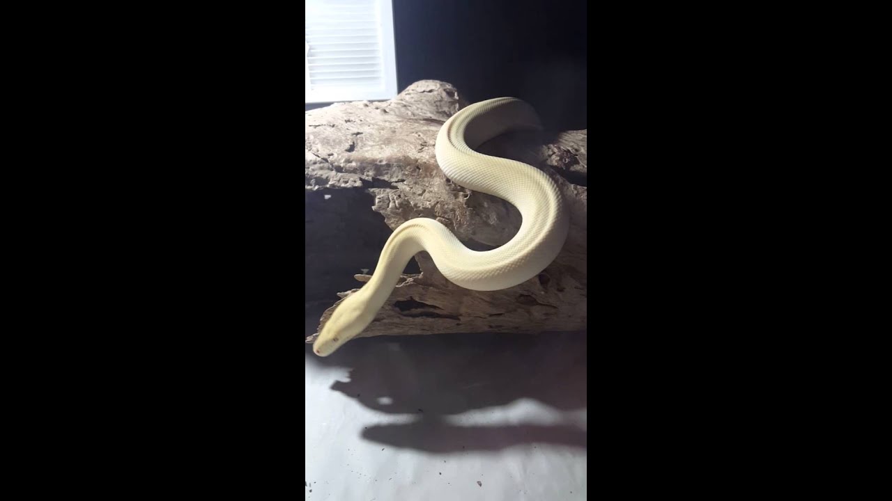 Albino olive python - YouTube