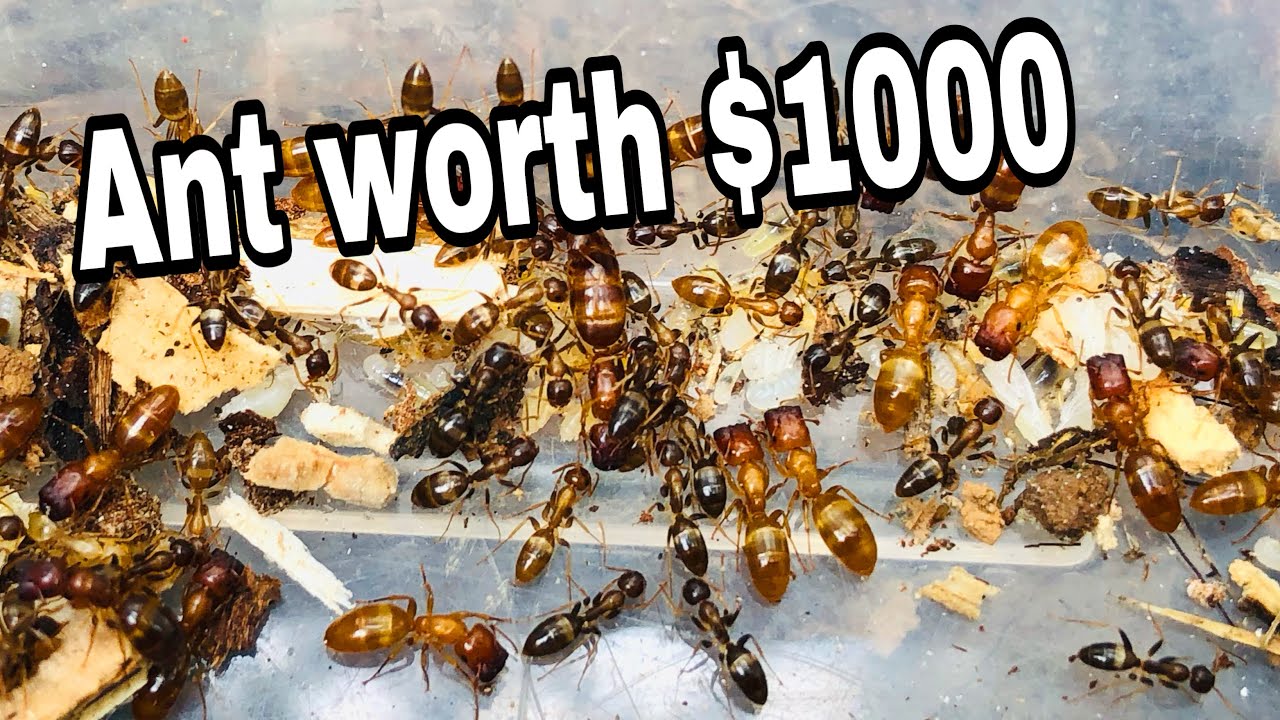 The most beautiful ants in the world - YouTube