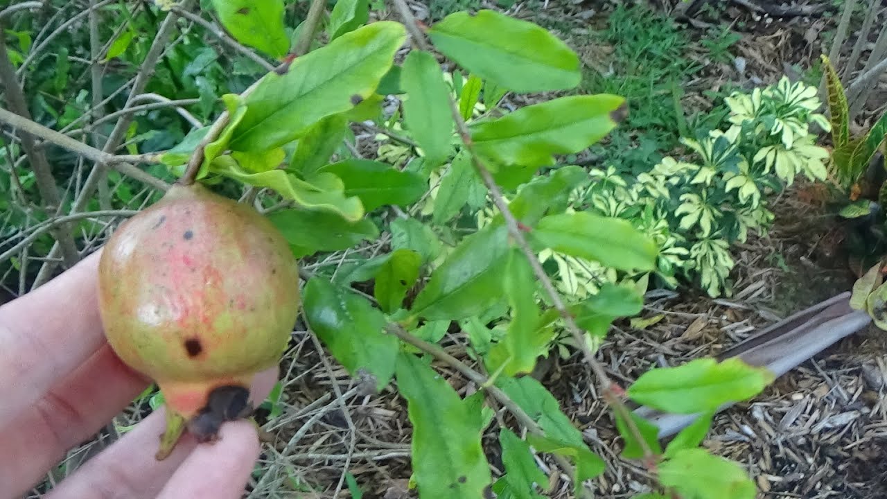 Growing Pomegranate Trees In Florida