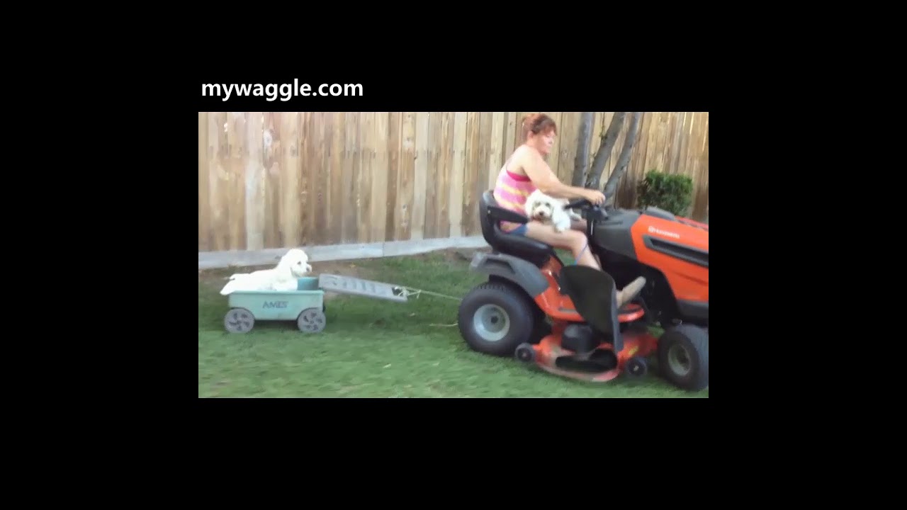 Little lawn mower - YouTube