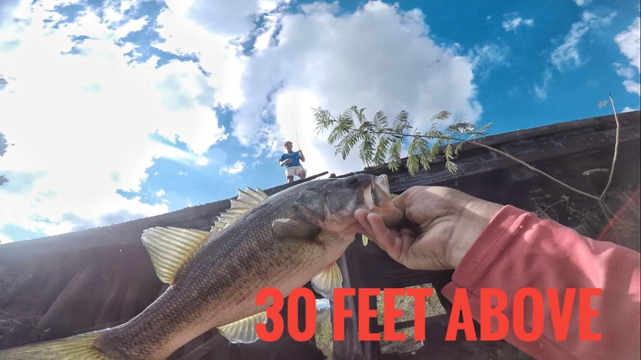 Catching Bass 30 feet up (unbelievable) - YouTube