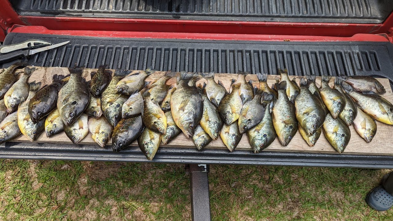 Epic!!! Shellcracker Catch and Cook on the Riverbank with Family and ...