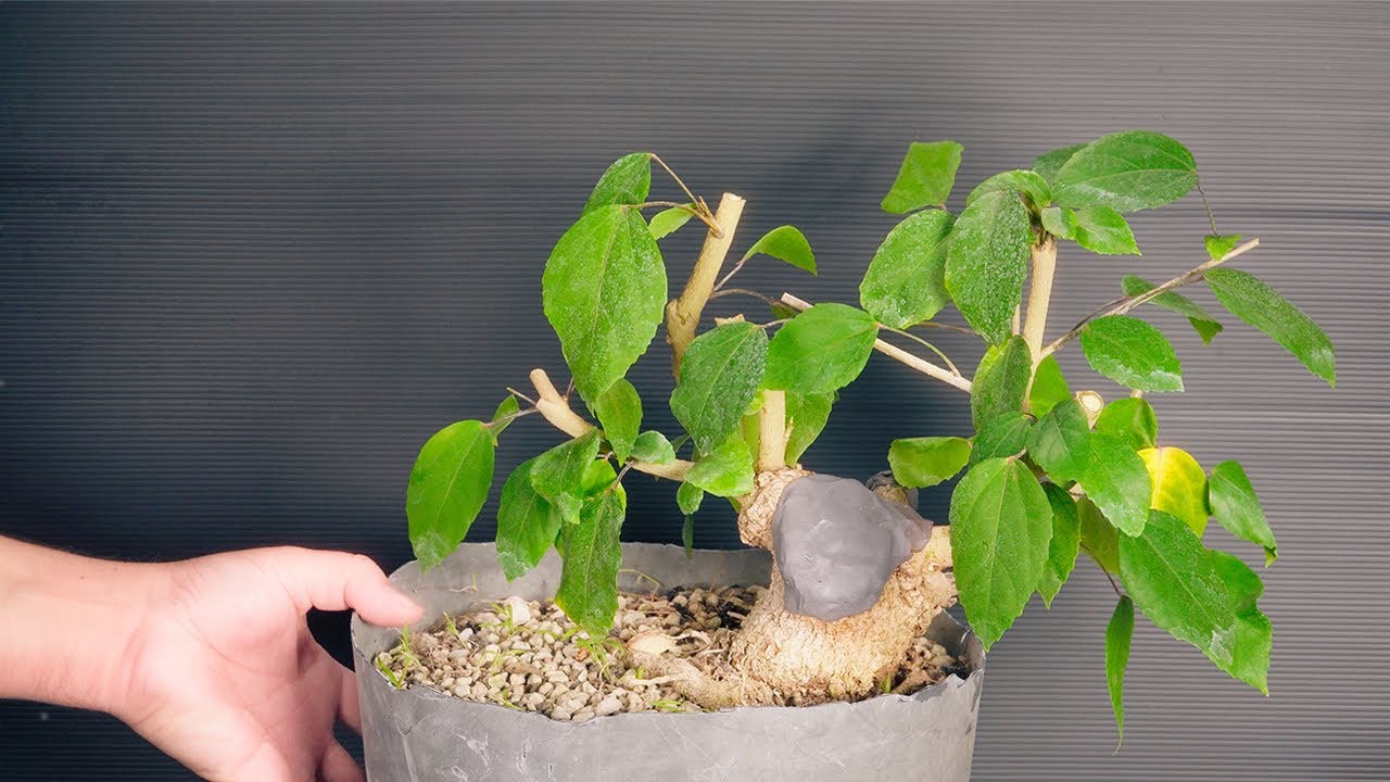 Hibiscus bonsai pruning (tree 25 - part 1) - YouTube