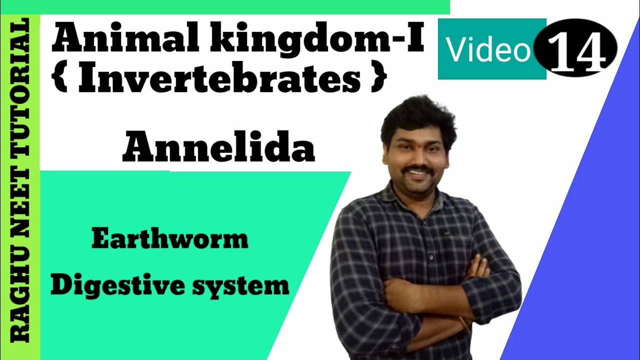 Animalkingdom-I Annelida Digestive system Earthworm NEET ZOOLOGY ...