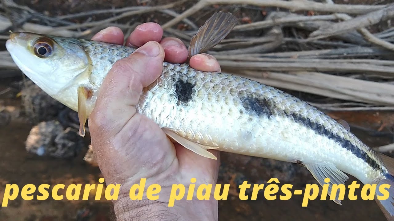 PESCARIA DE PIAU TRÊS-PINTAS no Rio Jatobá (não para) #peixe #fish # ...